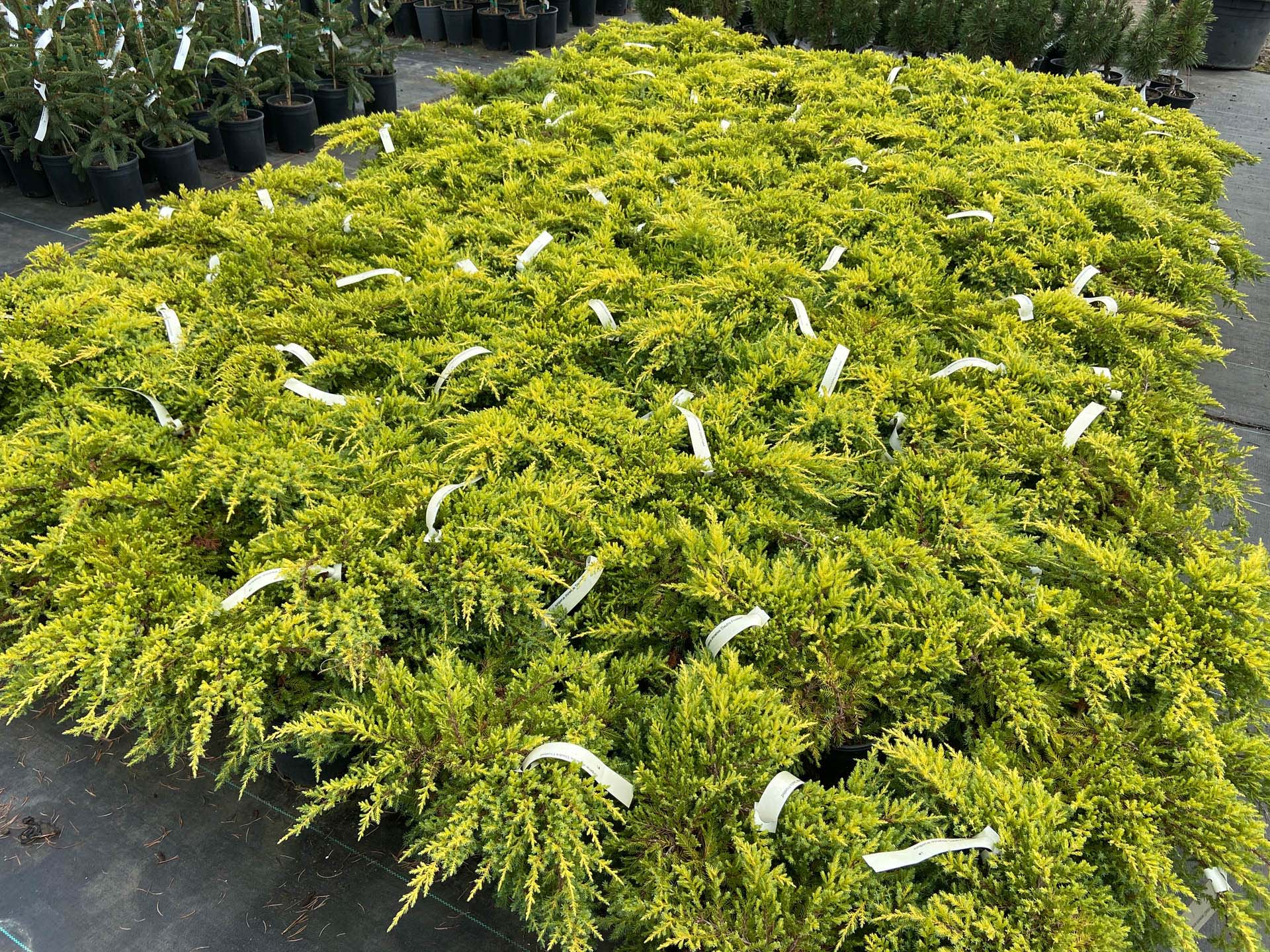 Daub's Frosted Juniper at Whitney Johnson blog