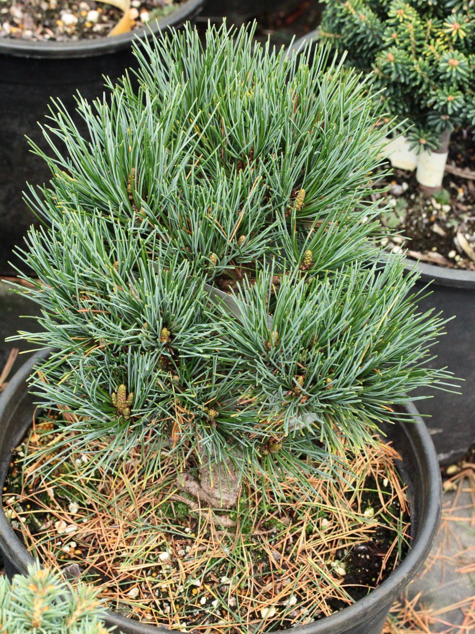  Minidom Macedonian Pine Conifer Kingdom