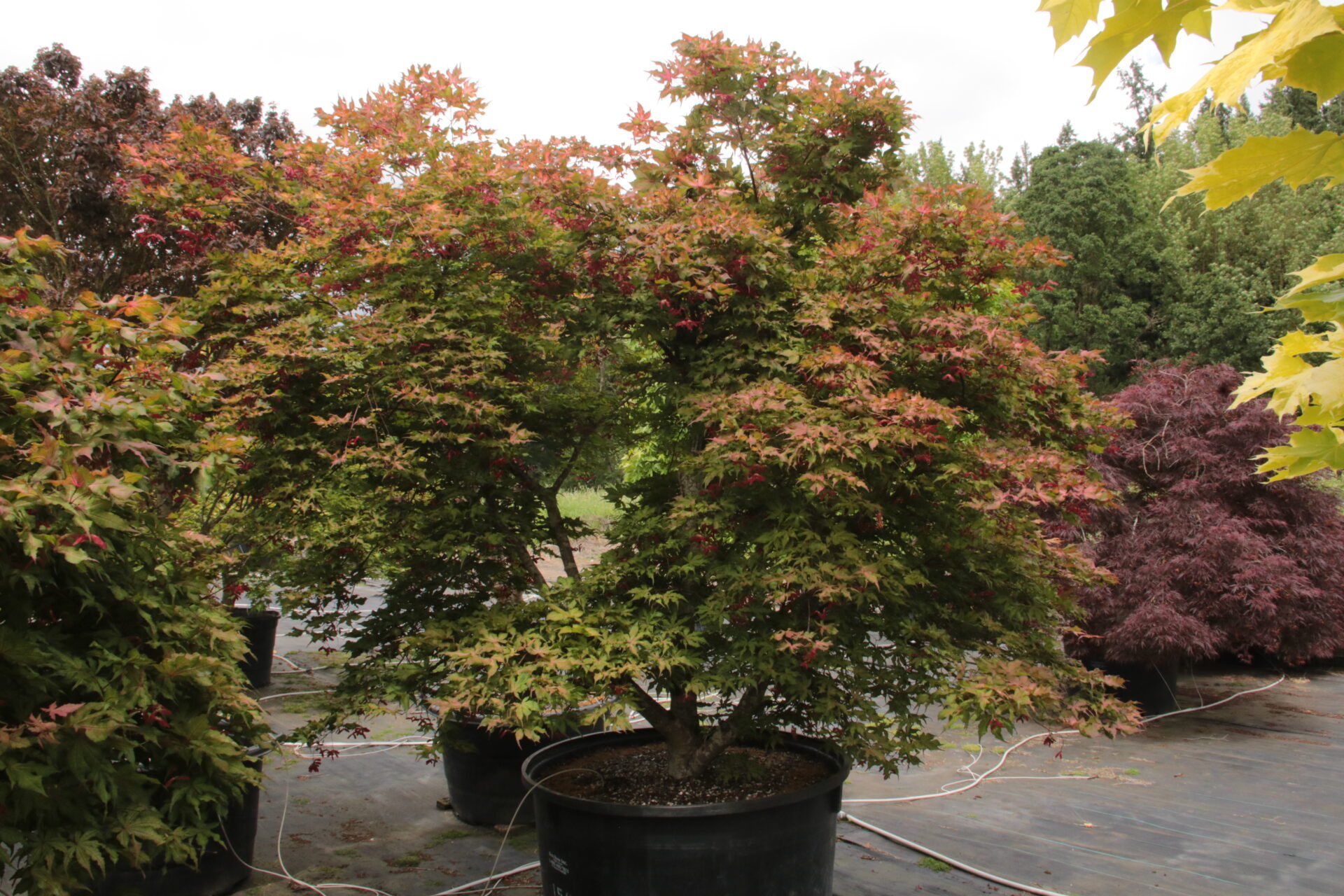 'Amber Ghost' Specimen 1788 | Conifer Kingdom