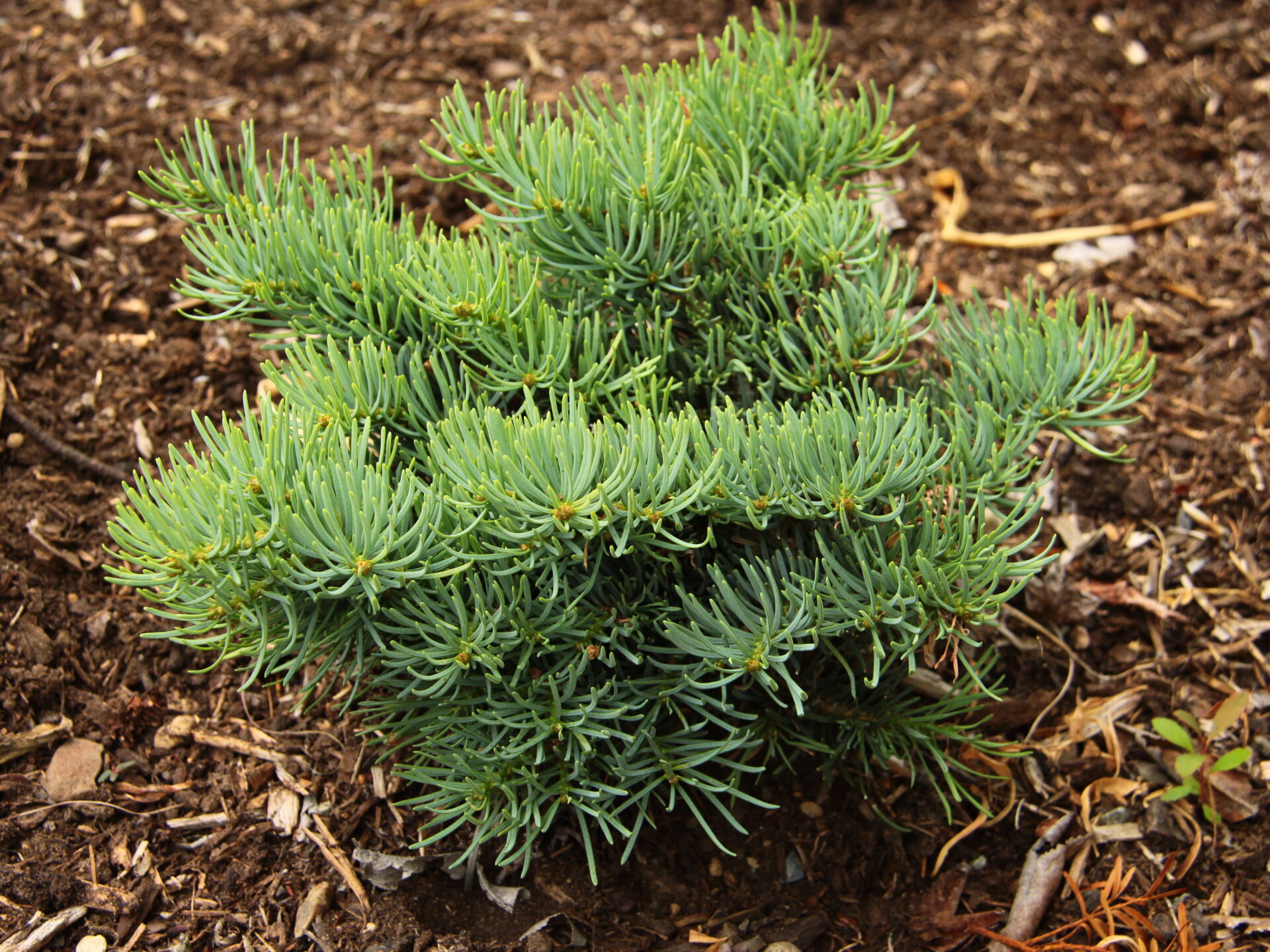 Abies concolor 'Spala' White Fir | Conifer Kingdom