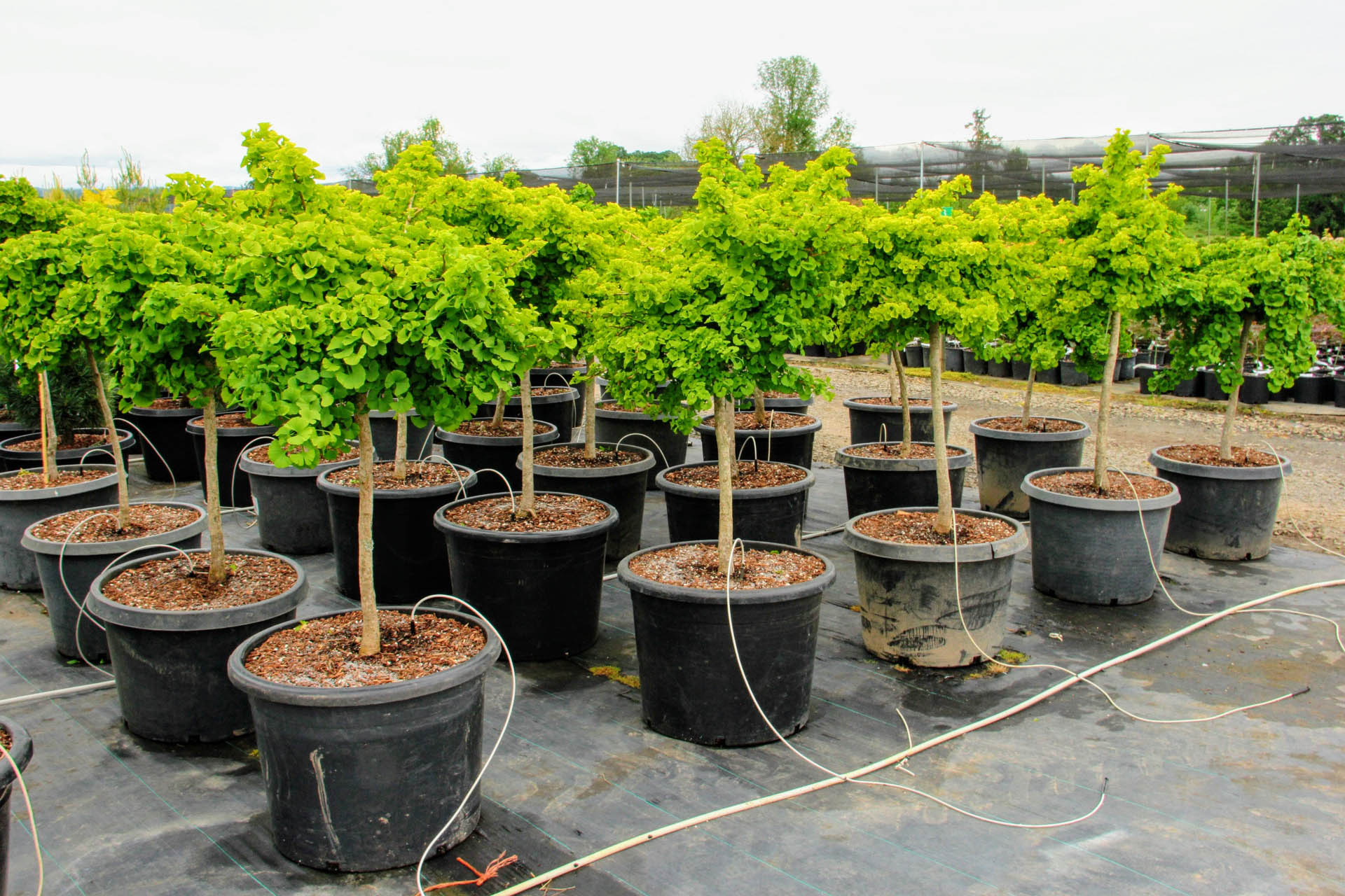 Dwarf Ginkgo Biloba Tree Conifer Kingdom