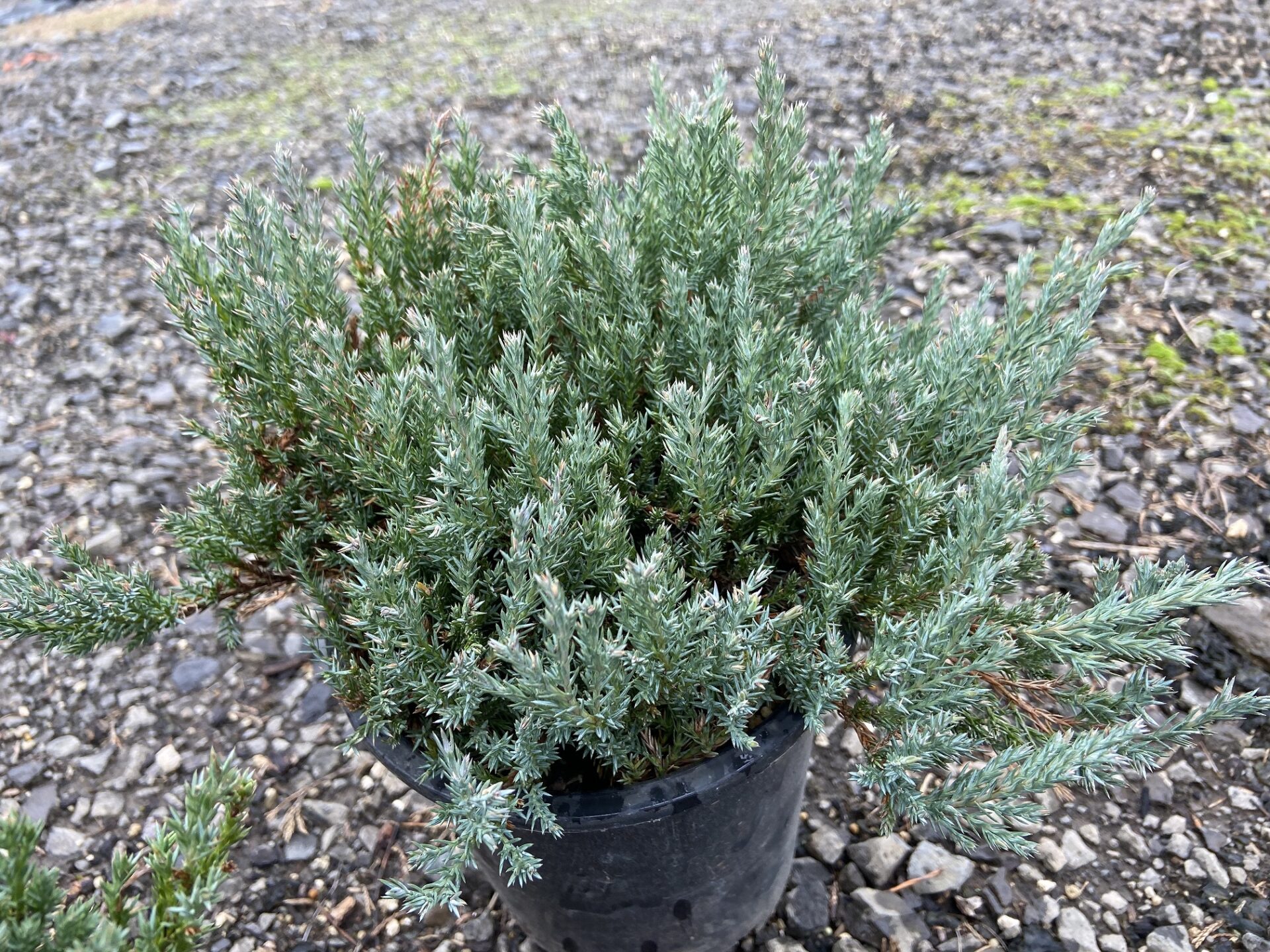 Juniperus horizontalis 'Blue Forest' Creeping Juniper | Conifer Kingdom