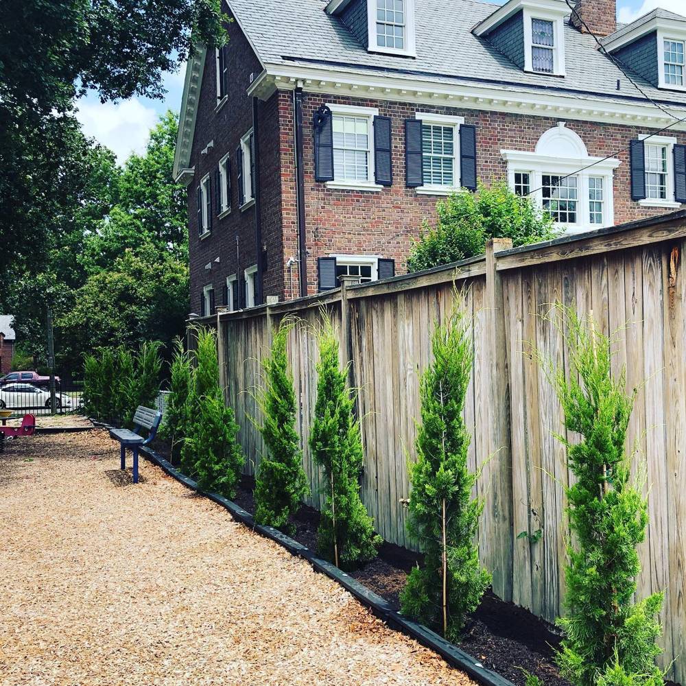 Best Ground-Hugging and Columnar Junipers Varieties