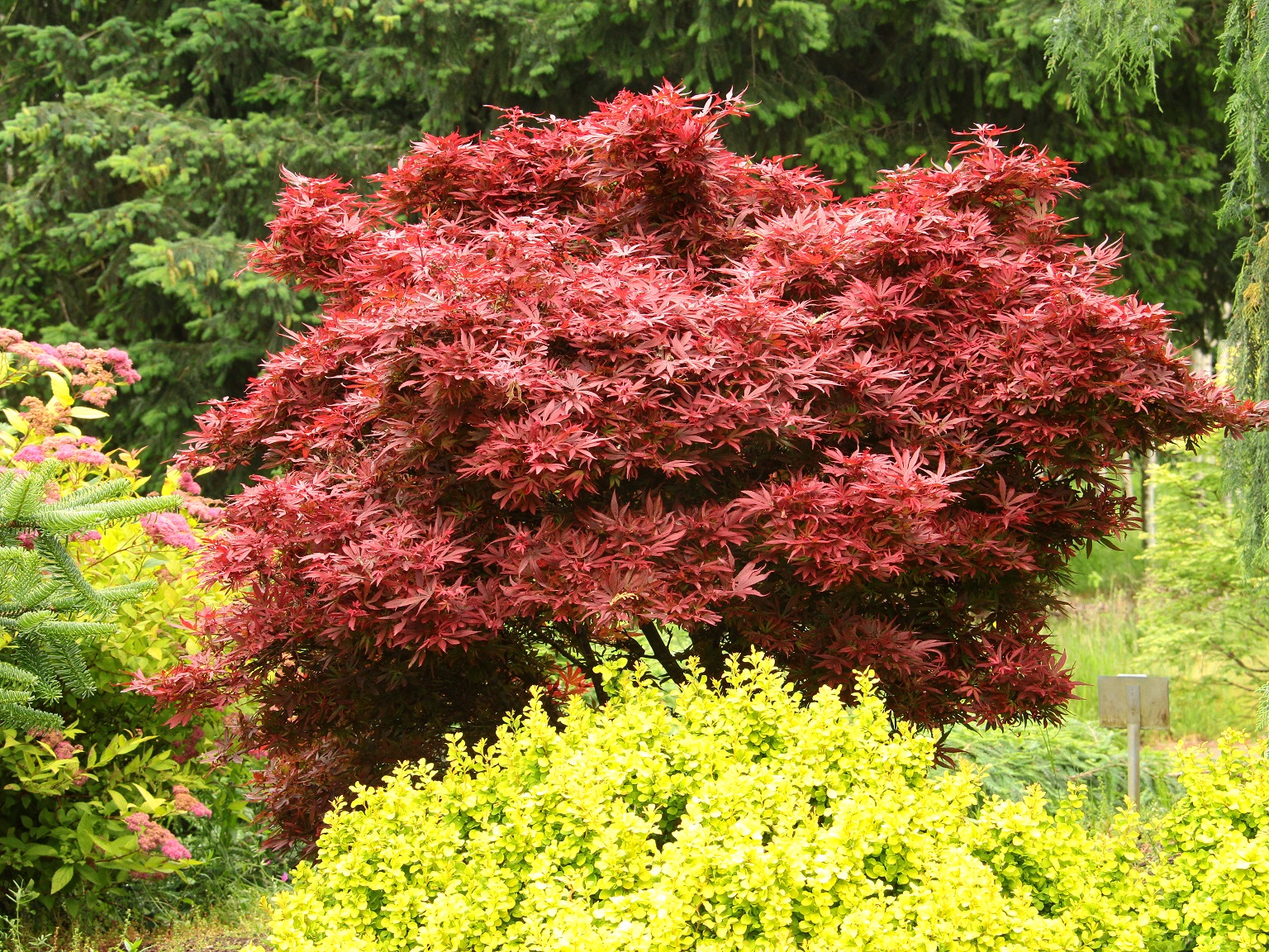 Acer Palmatum Shaina Japanese Maple Conifer Kingdom Acer Palmatum Shaina Japanese Maple Conifer Kingdom