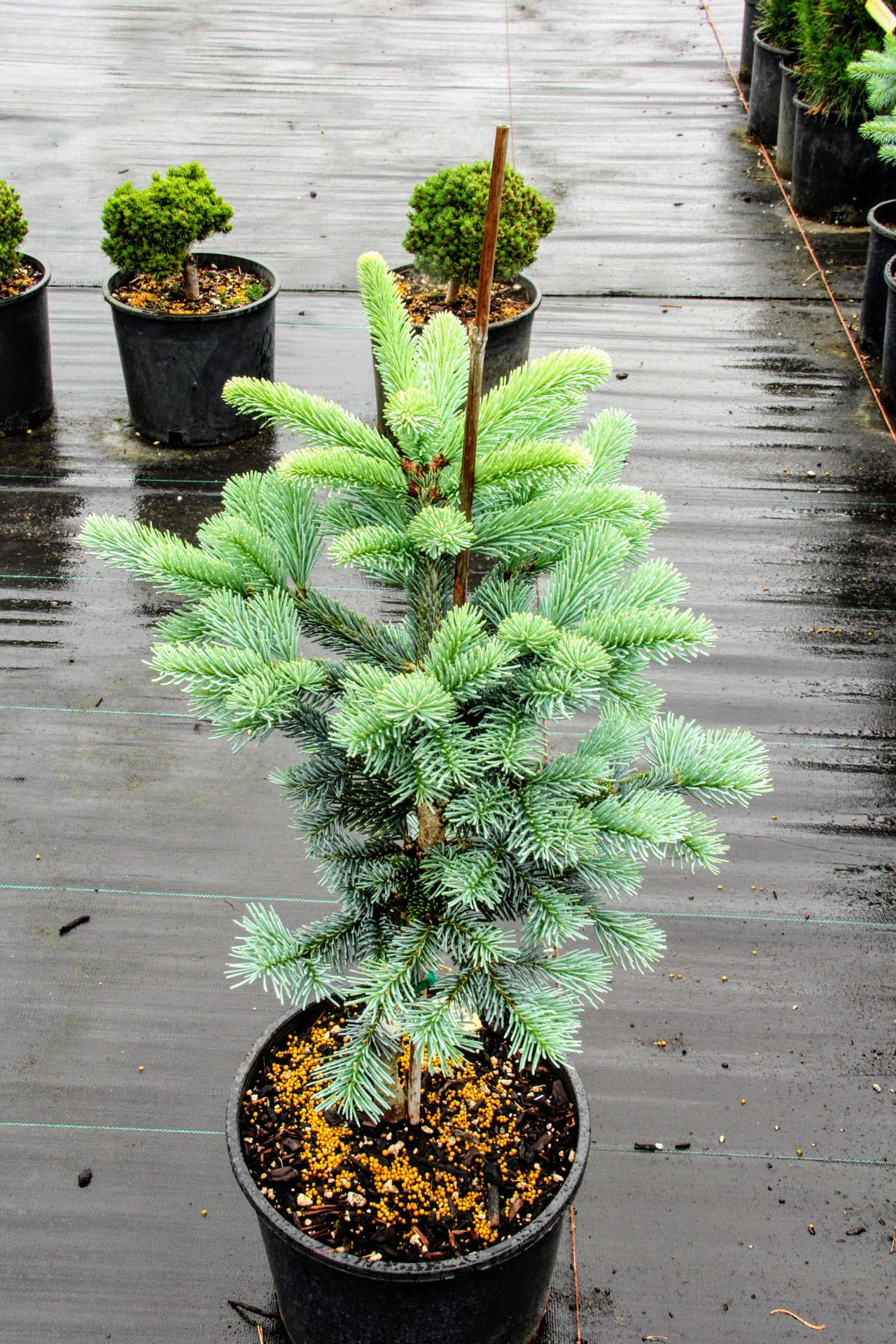Abies lasiocarpa 'Glacier' Subalpine Fir | Conifer Kingdom
