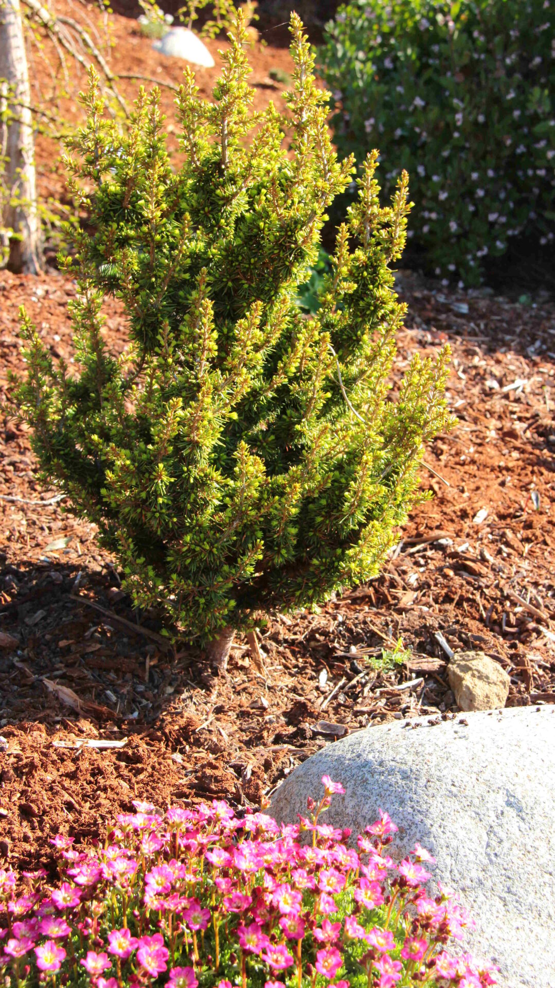 Cedrus brevifolia 'Kenwith' Cyprian Cedar | Conifer Kingdom