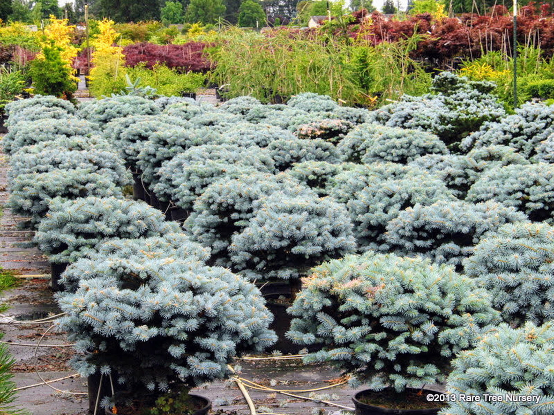 Picea pungens 'Glauca Globosa' Spuce | Conifer Kingdom Picea pungens 'Glauca Globosa' Spuce | Conifer Kingdom