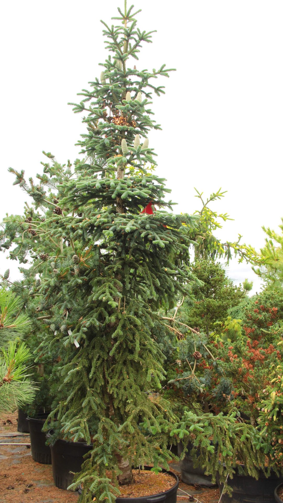 'Pendula' Specimen 1853 | Conifer Kingdom