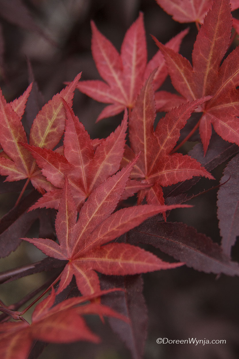 Buy Acer palmatum 'Fireglow' Fireglow Japanese Maple | Conifer Kingdom Buy Acer palmatum 'Fireglow' Fireglow Japanese Maple | Conifer Kingdom