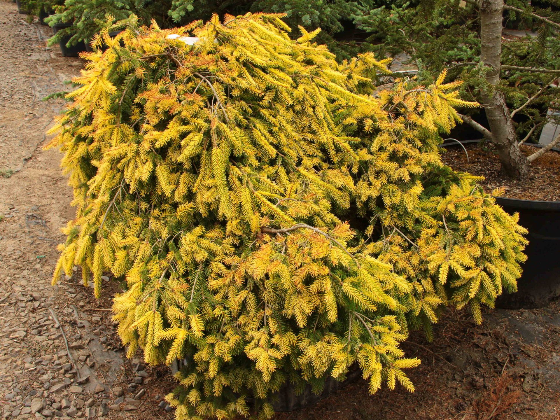 'Lemon Flare' Specimen 1902 | Conifer Kingdom