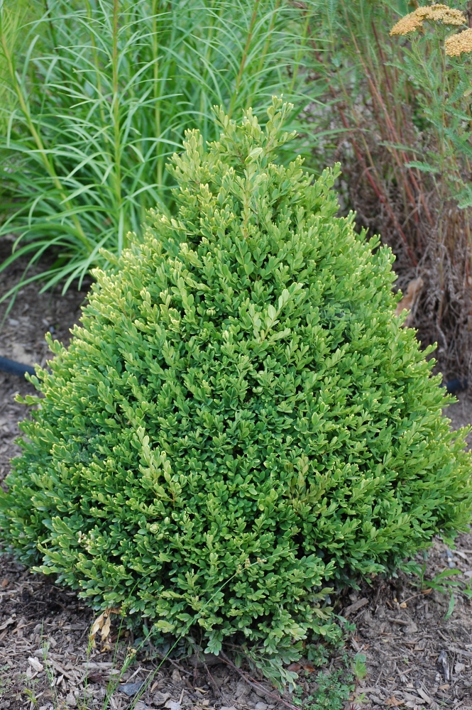What To Plant With Green Mountain Boxwood at Charles Casale blog