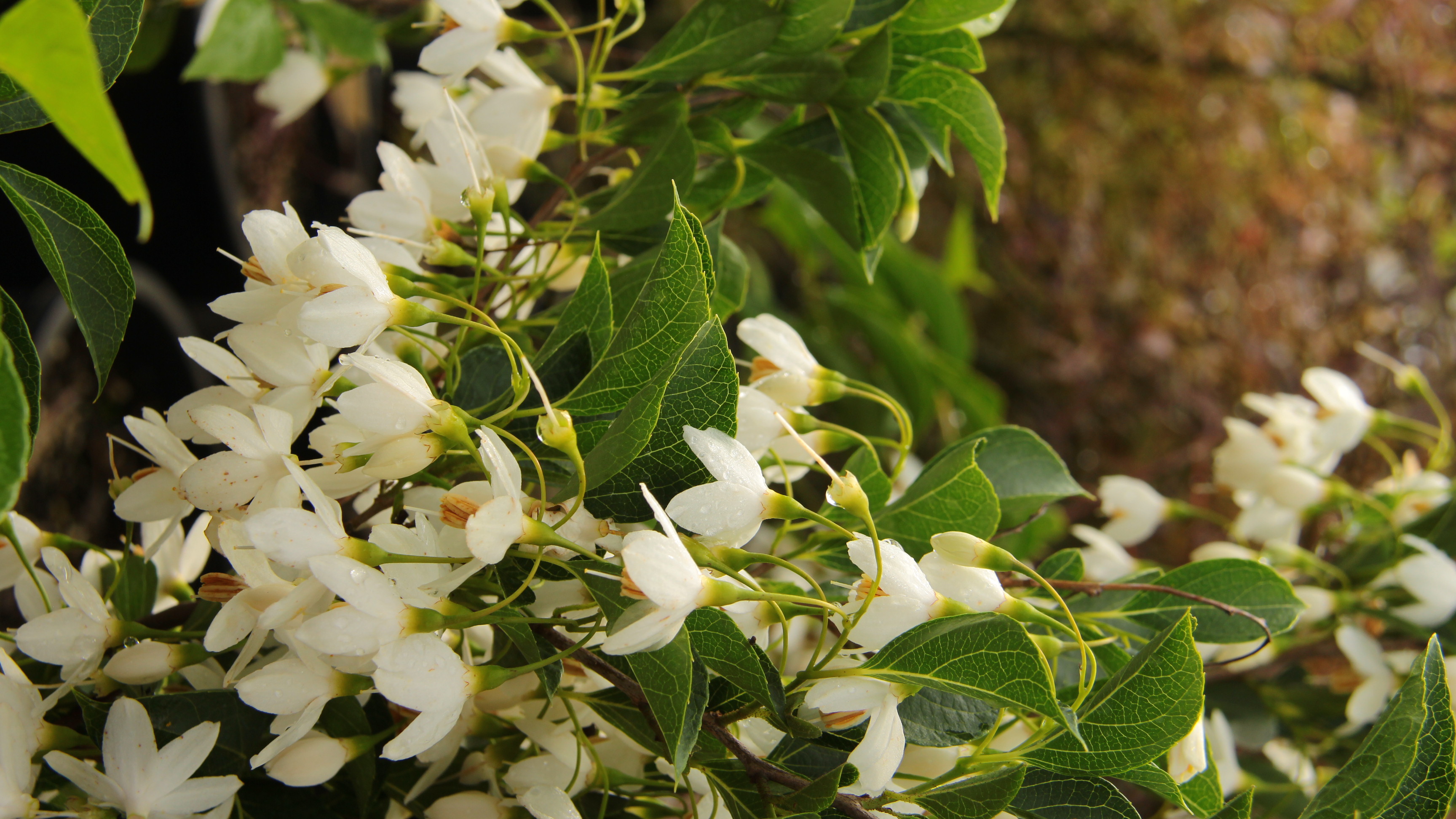 Buy Styrax japonica 'June Snow' Japanese Snowbell | Conifer Kingdom