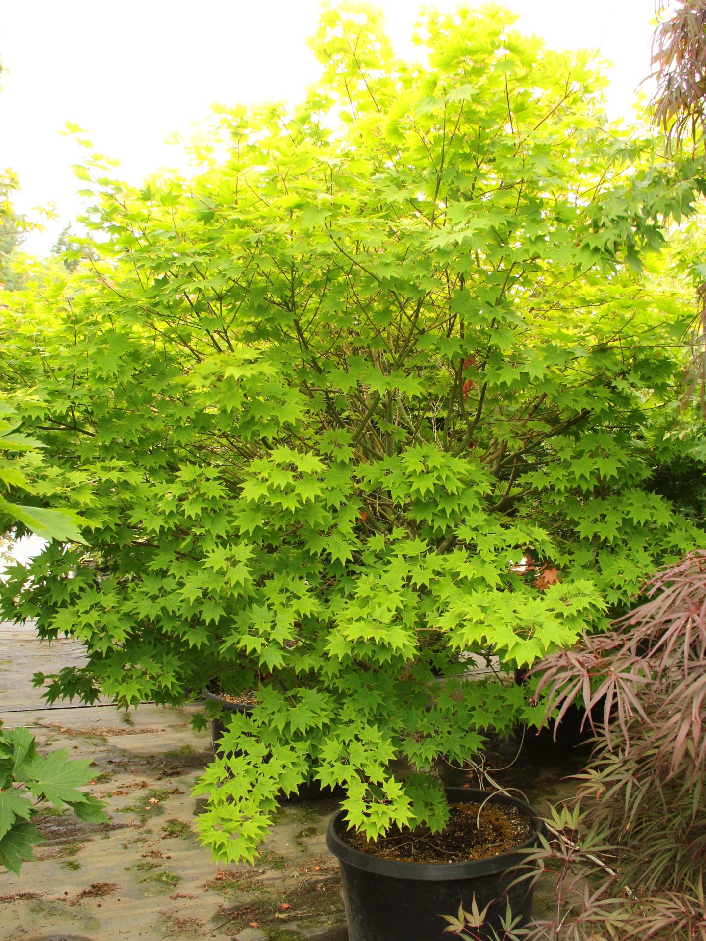 Acer palmatum 'Moonshadow' Specimen 2207 | Conifer Kingdom