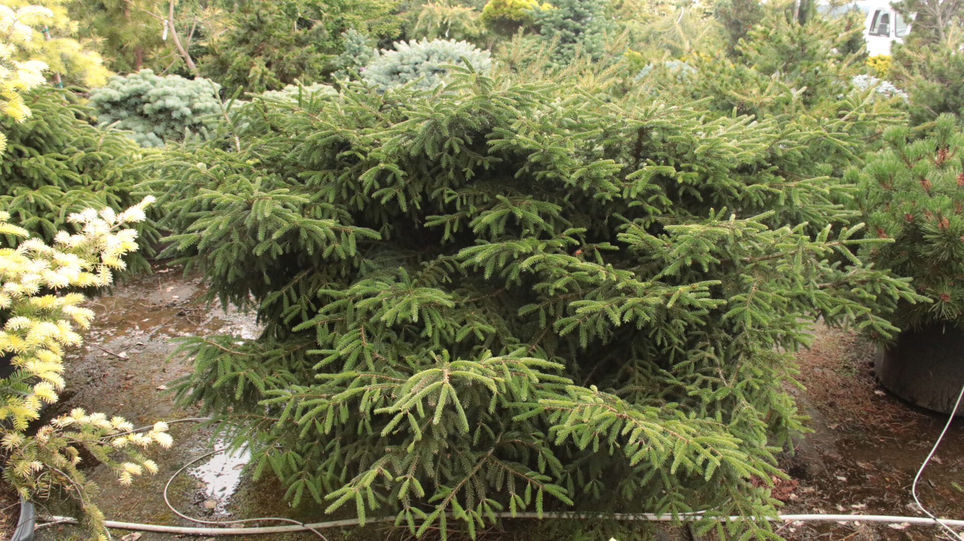 'Ferny Creek Prostrate' Specimen 2035 | Conifer Kingdom