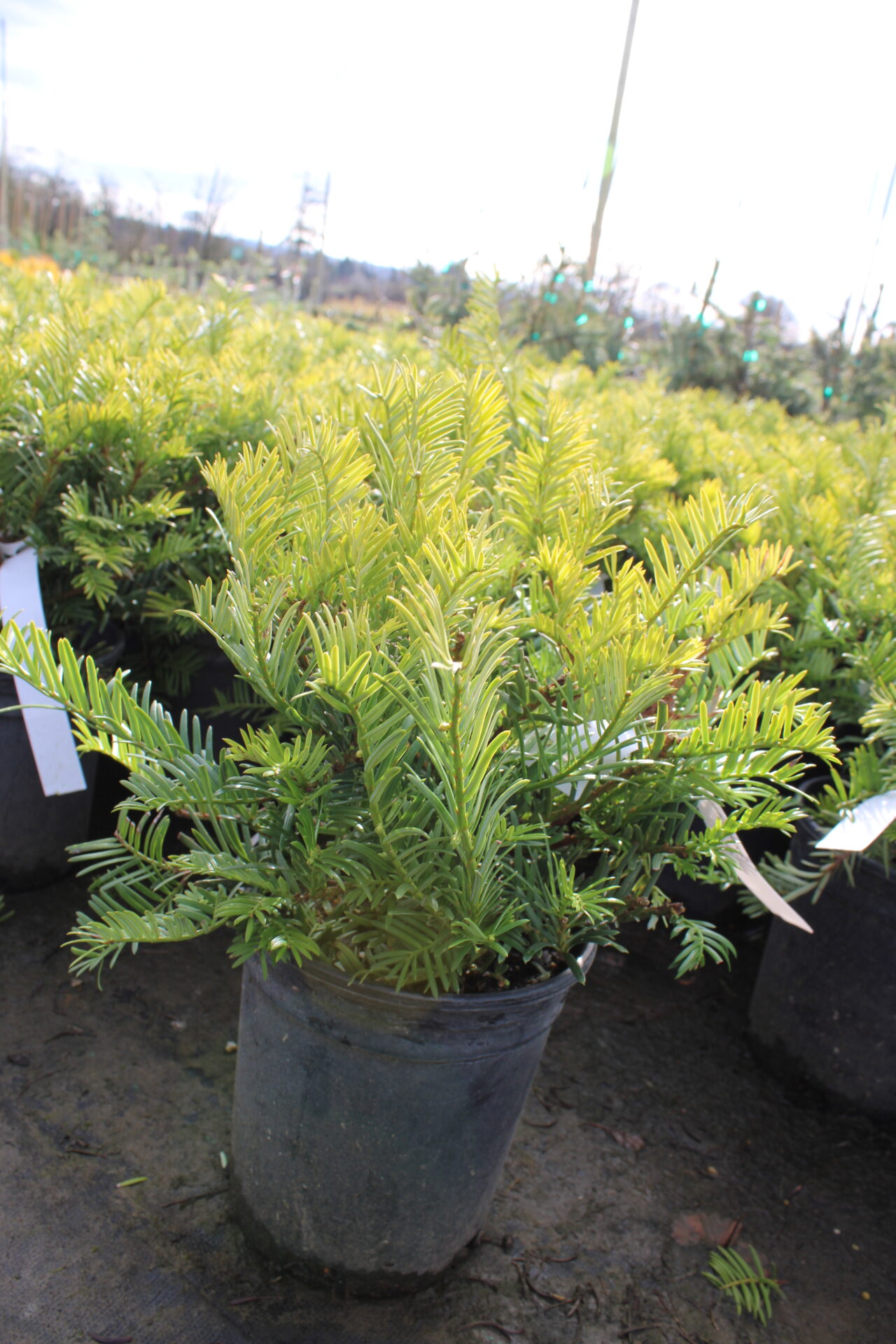 'Prostrata' Plum Yew | Conifer Kingdom
