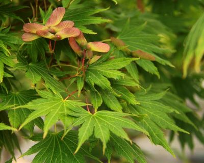 Maple Colors: Green, Yellow, Red | Conifer Kingdom