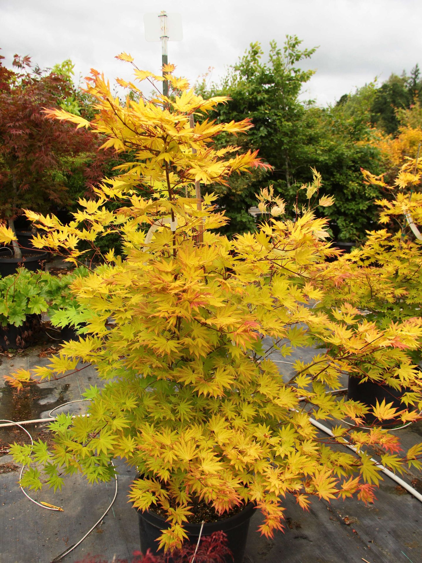'Autumn Moon' Specimen 2351 | Conifer Kingdom