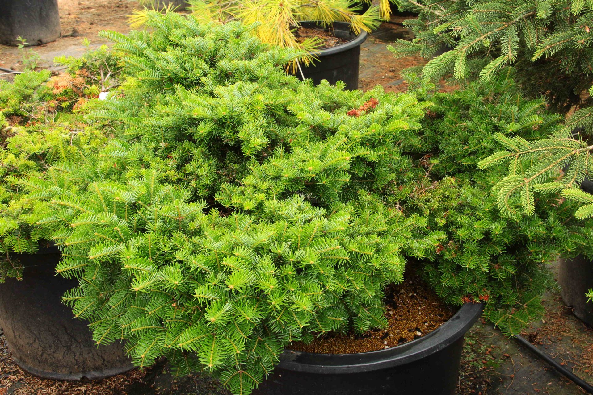 Dwarfserbianspruce300x300 Dwarf Conifers Conifers