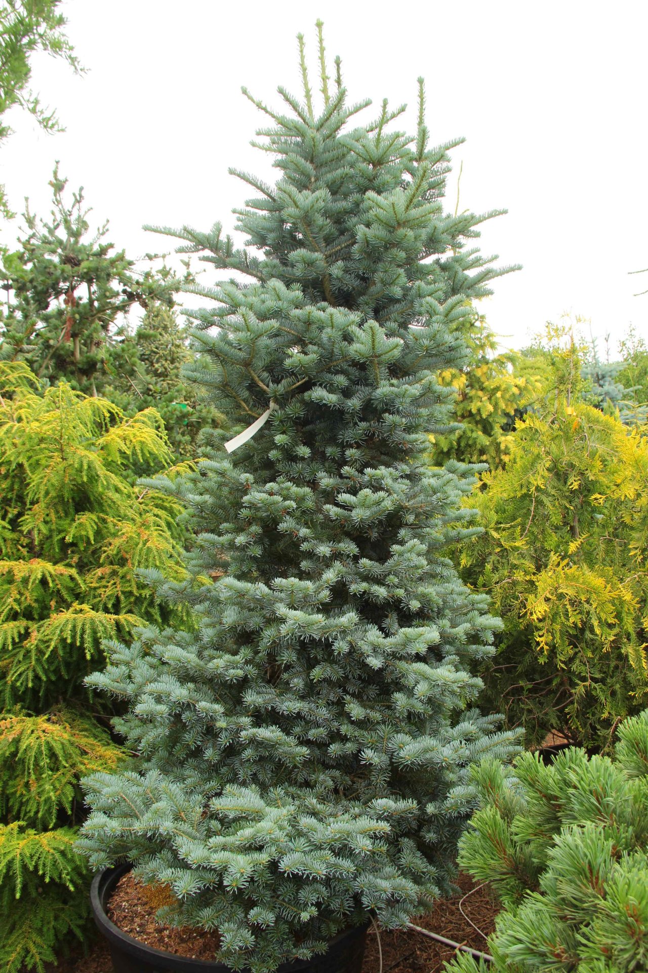 Dwarfserbianspruce300x300 Dwarf Conifers Conifers