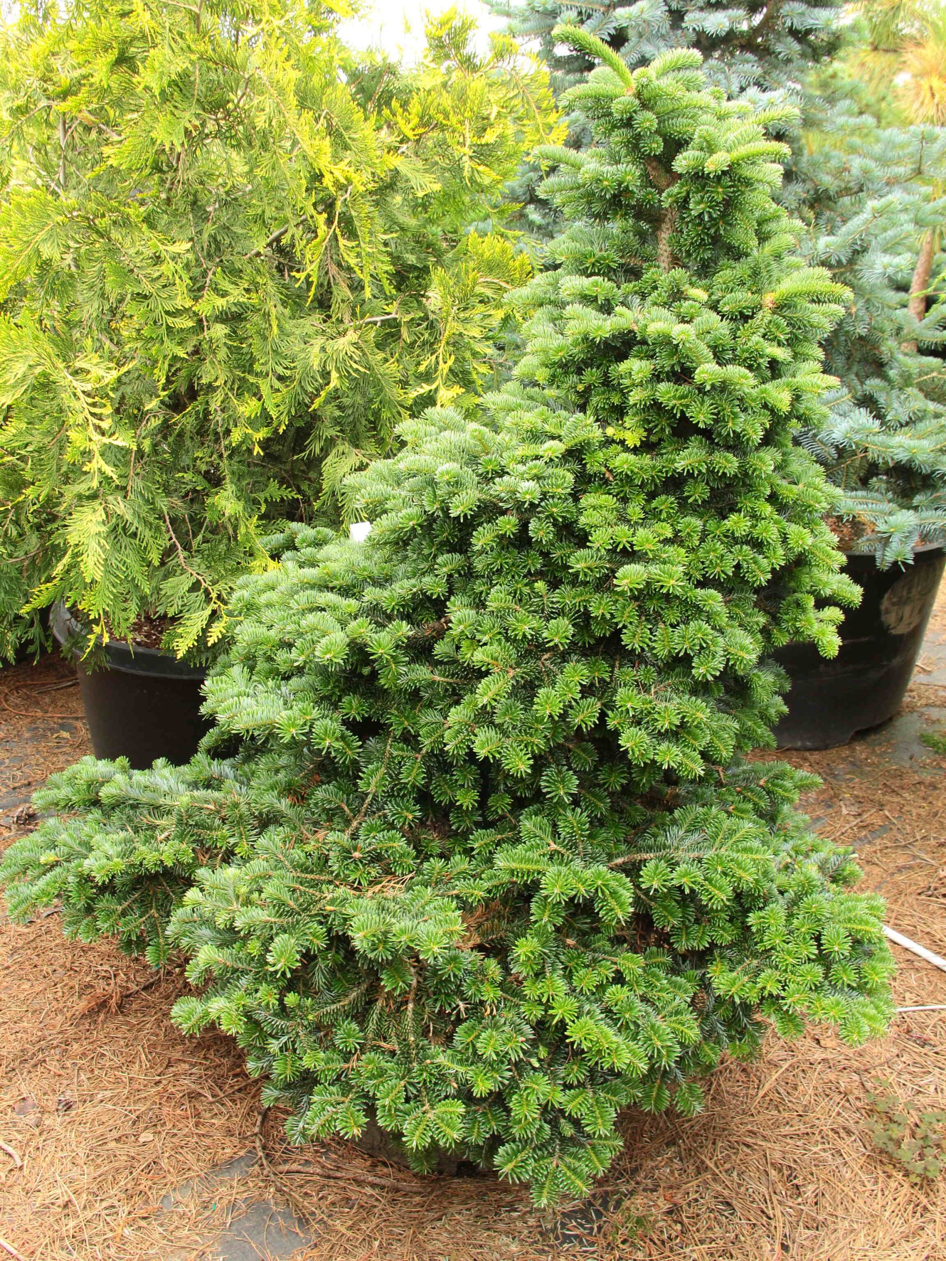 Dwarfserbianspruce300x300 Dwarf Conifers Conifers