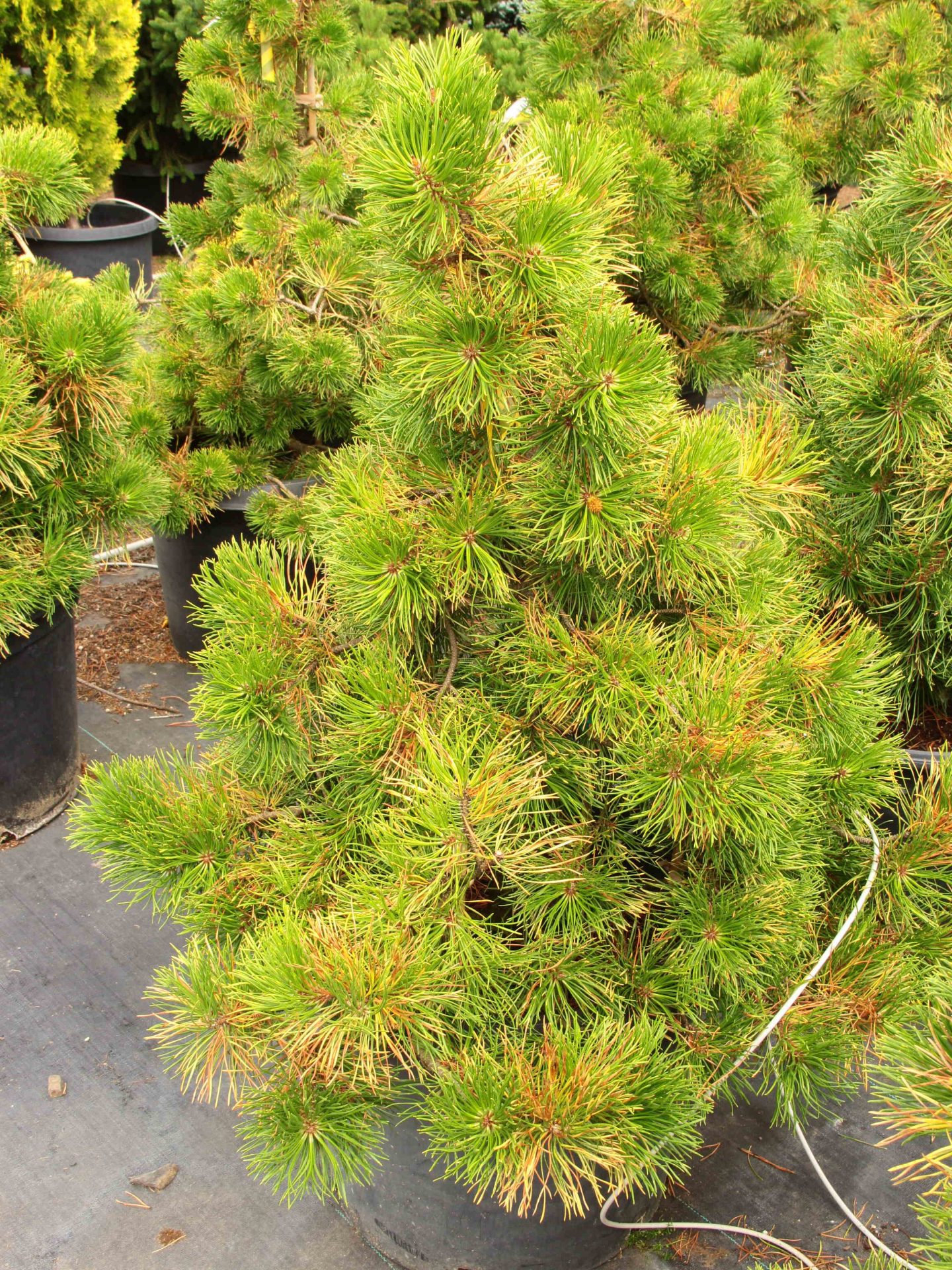 Pinus contorta var. latifolia ‘Chief Joseph’ Specimen 2399