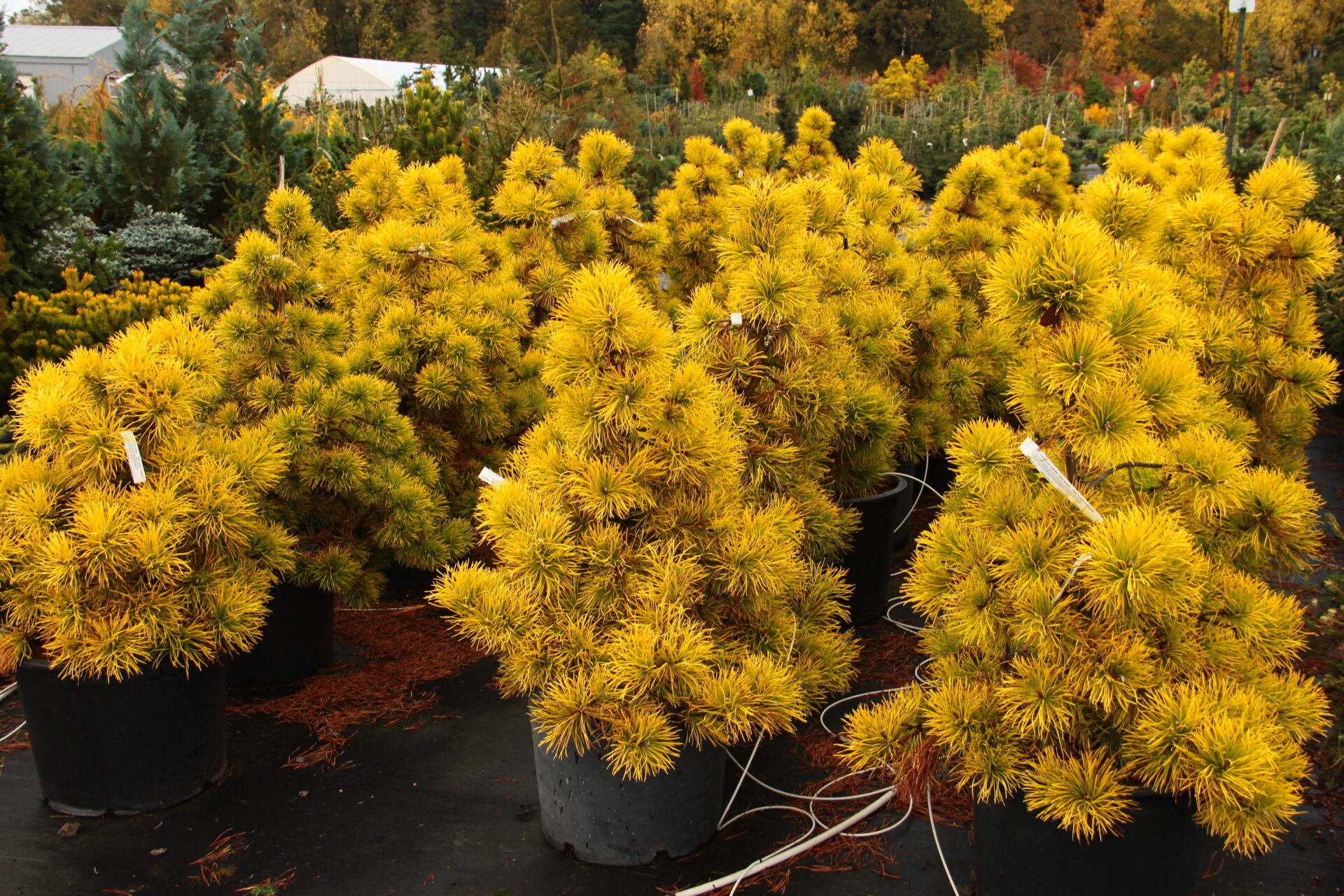 Pinus contorta var. latifolia ‘Chief Joseph’ Specimen 2399