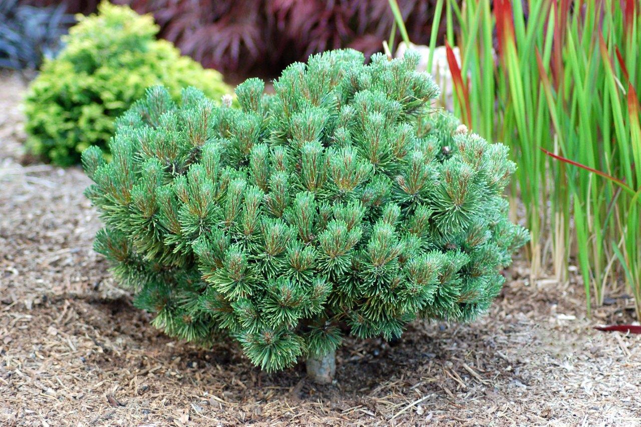 'Sherwood Compact' Mugo Pine | Conifer Kingdom