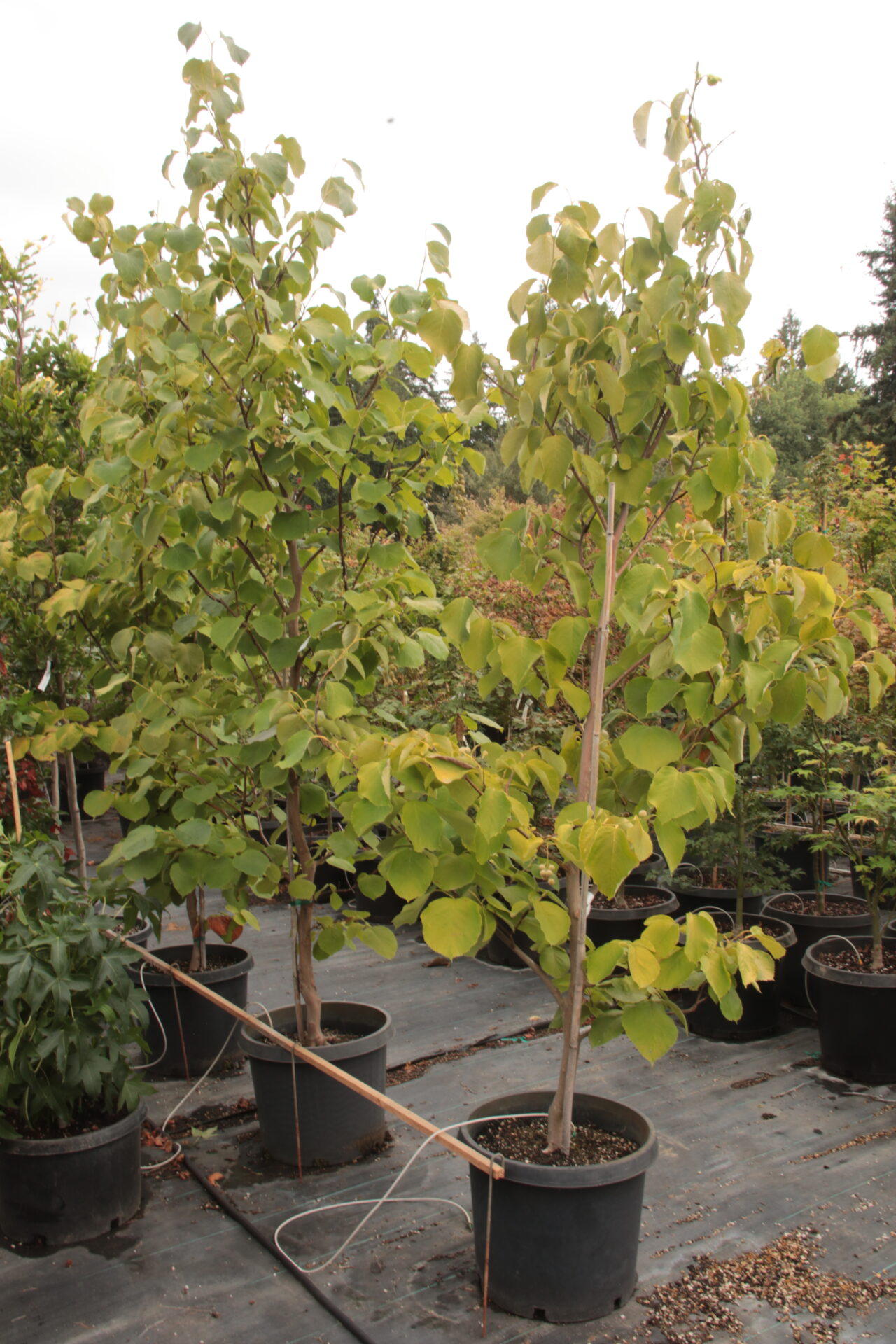 Fragrant Snowbell Specimen 2498 | Conifer Kingdom