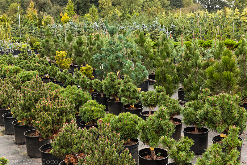 Buy Dwarf Conifers | Conifer Kingdom